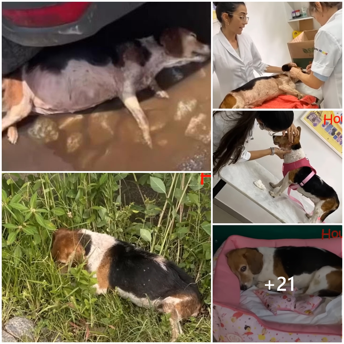 There Is NO Words To Describe The Owner Who Abandoned A Dog Right After ... There Is NO Words To Describe The Owner Who Abandoned A Dog Right After ...